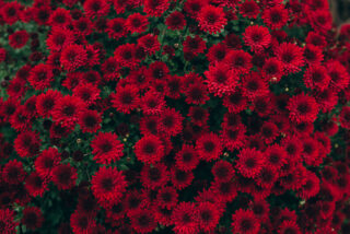 27 Types of Red Flowers for Every Season in Your Garden