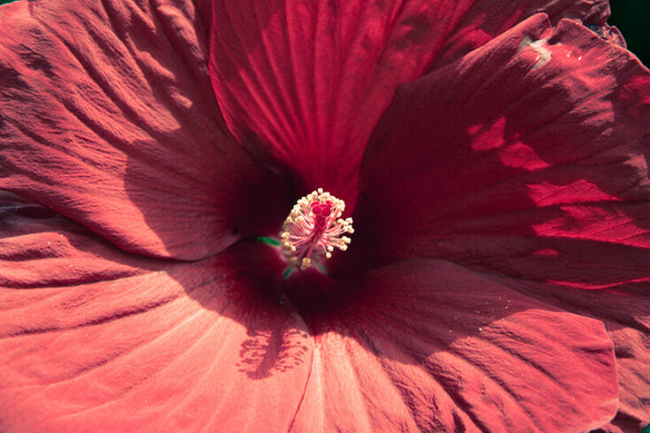 27 Types of Red Flowers for Every Season in Your Garden