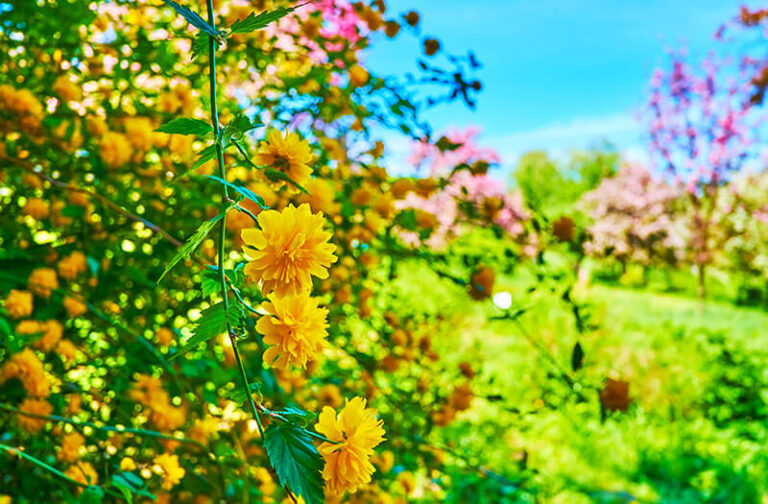 27 Beautiful Japanese Flowers for a Serene Garden Landscape
