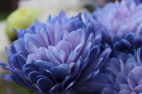 27 Types of Blue Flowers That Add Color to Your Garden