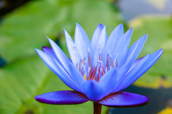 27 Types of Blue Flowers That Add Color to Your Garden