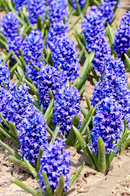27 Types of Blue Flowers That Add Color to Your Garden