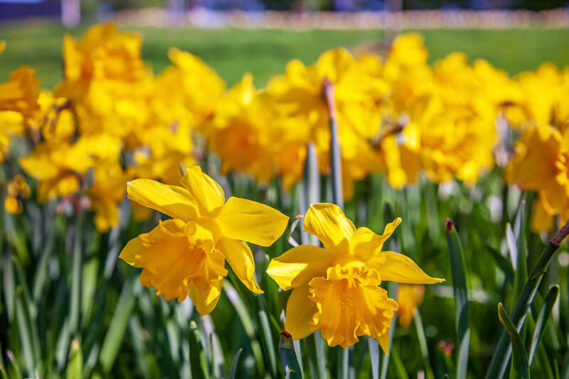 27 Types of Yellow Flowers For Every Season