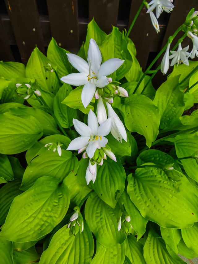 27 Beautiful Japanese Flowers for a Serene Garden Landscape
