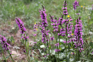 30 Exotic Purple Flowers for a Gorgeous Garden in 2024
