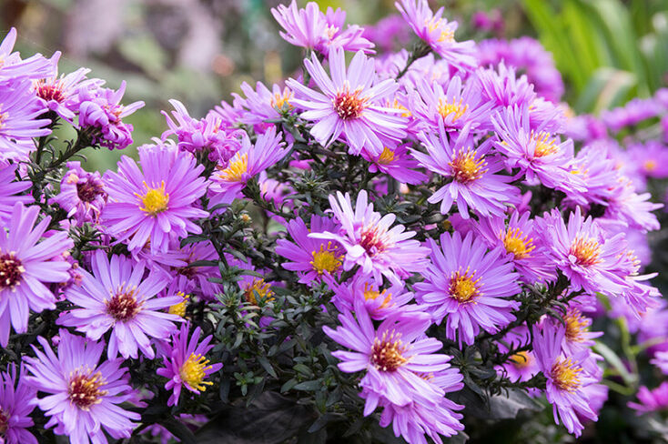 27 Popular Spring Flowers That Bloom in Your Garden