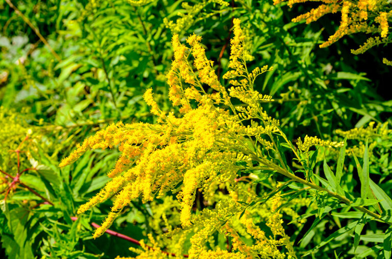 27 Types of Yellow Flowers For Every Season