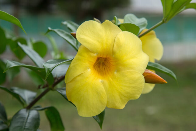 27 Types of Yellow Flowers For Every Season