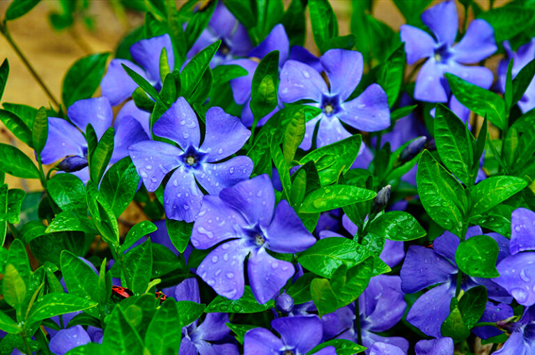 27 Blue Flowers that will Make Your Garden Unforgettable in 2023