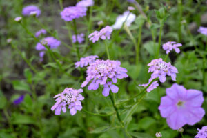 30 Exotic Purple Flowers for a Gorgeous Garden in 2022