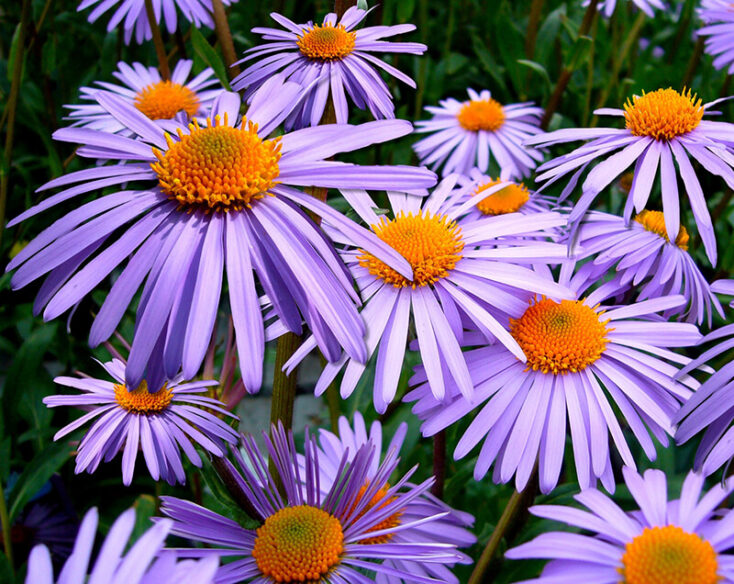 27 Charming Cute Flowers to Create a Vibrant Garden
