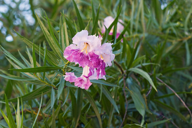 27 Resilient Desert Flowers for Your Vibrant Arid Landscape