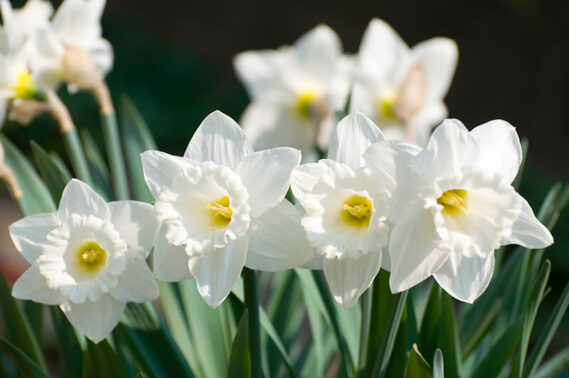 27 Traditional Easter Flowers: Lilies, Tulips & More