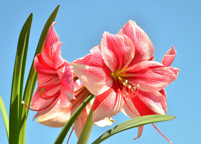 20 Pretty Flowers That Will Transform Your Garden