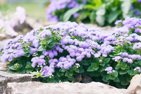 27 Winter Flowers That Actually Thrive in Cold Weather