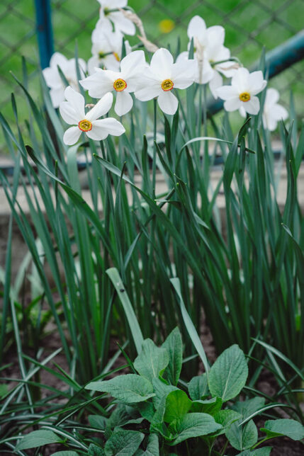 27 Charming Cute Flowers to Create a Vibrant Garden