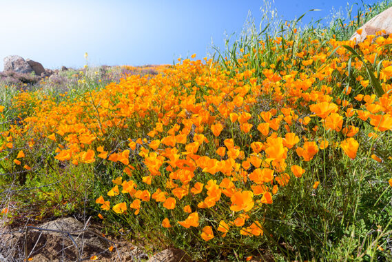 35 Types of Orange Flowers for a Fiery, Vibrant Garden