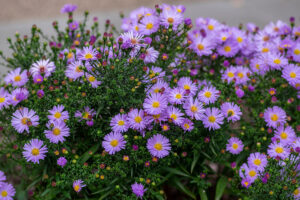 20 Pretty Flowers That Will Transform Your Garden