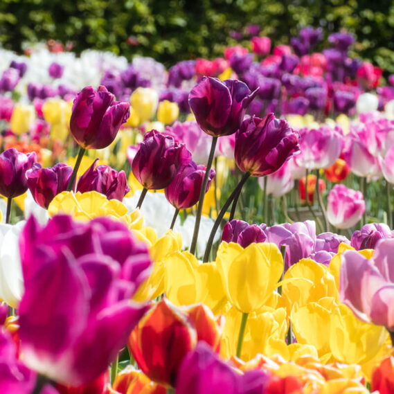 27 Charming Cute Flowers to Create a Vibrant Garden