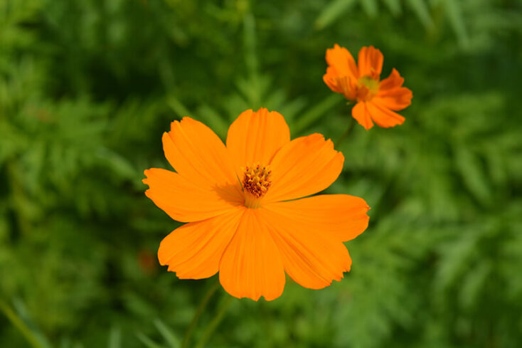 35 Types of Orange Flowers for a Fiery, Vibrant Garden