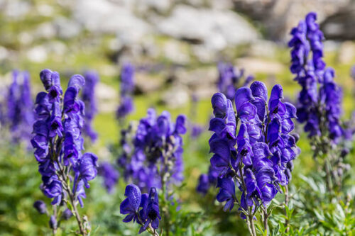 27 Toxic Yet Beautiful Poisonous Flowers for Your Garden