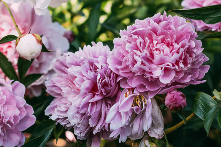27 Charming Cute Flowers to Create a Vibrant Garden