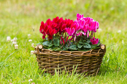 27 Traditional Easter Flowers: Lilies, Tulips & More