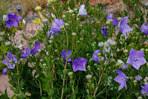 28 Stunning Fall Flowers for Your Autumn Garden