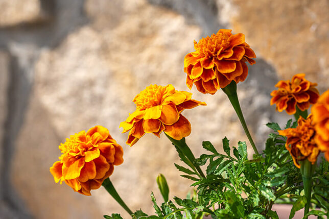 27 Charming Cute Flowers to Create a Vibrant Garden