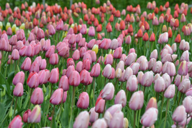 27 Traditional Easter Flowers: Lilies, Tulips & More