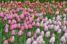 27 Traditional Easter Flowers: Lilies, Tulips & More