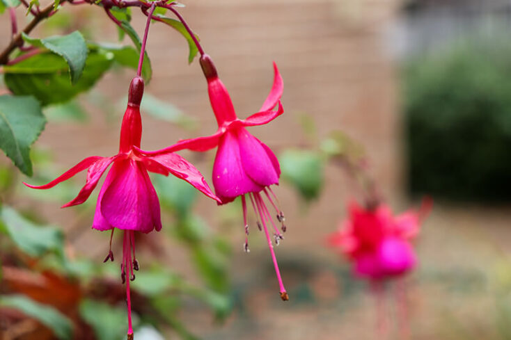 28 Stunning Fall Flowers for Your Autumn Garden