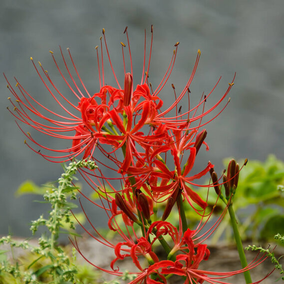 27 Easy-to-Grow Bulb Flowers for a Stunning Garden