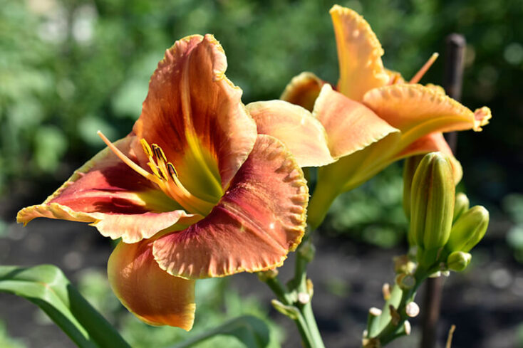 27 Stunning Colorful Flowers to Make Your Garden Pop
