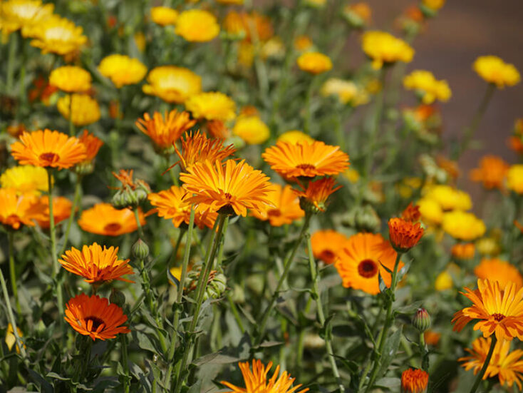 27 Charming Cute Flowers to Create a Vibrant Garden