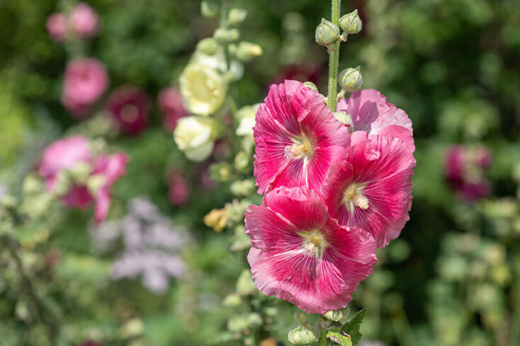 27 Rare & Unusual Flowers That Will Transform Your Garden