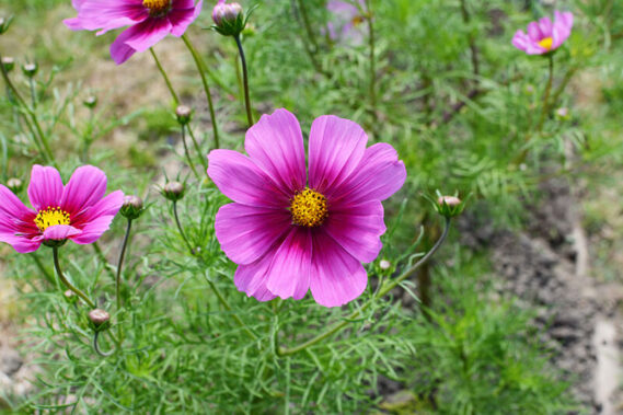28 Stunning Fall Flowers for Your Autumn Garden