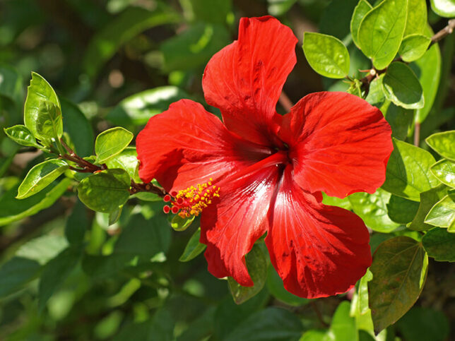20 Pretty Flowers That Will Transform Your Garden