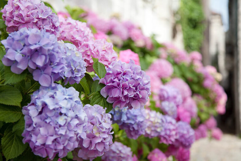 20 Pretty Flowers That Will Transform Your Garden
