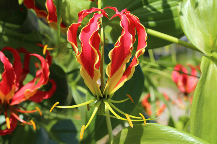 27 Rare & Unusual Flowers That Will Transform Your Garden