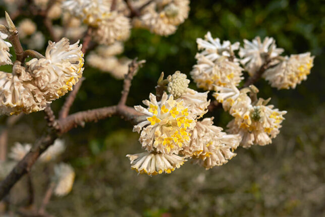 27 Winter Flowers That Actually Thrive in Cold Weather