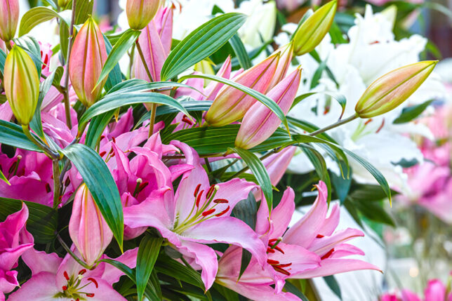 27 Bulb Flowers for Gardeners Looking for a Truly Unique Look in 2024
