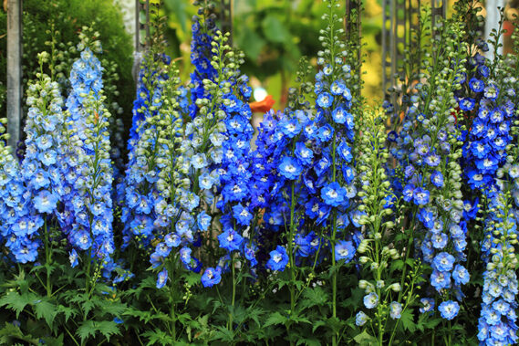 20 Pretty Flowers That Will Transform Your Garden