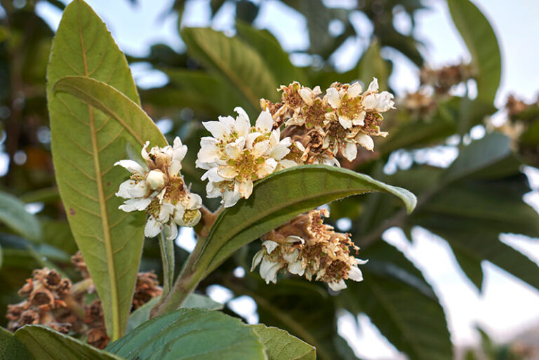27 Toxic Yet Beautiful Poisonous Flowers for Your Garden