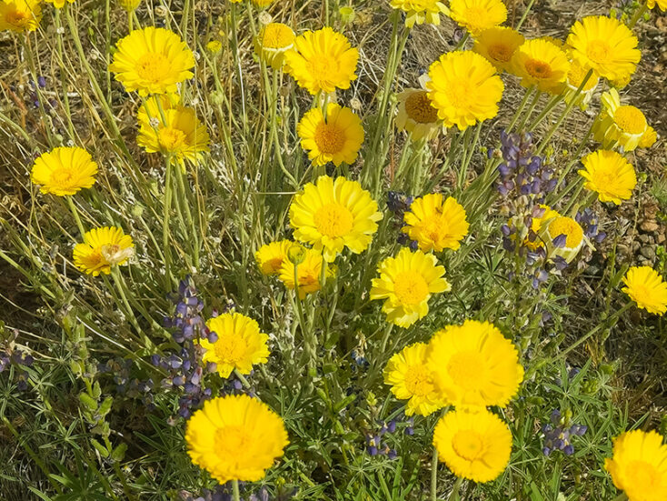 27 Resilient Desert Flowers for Your Vibrant Arid Landscape