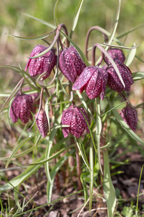 27 Stunning Colorful Flowers to Make Your Garden Pop