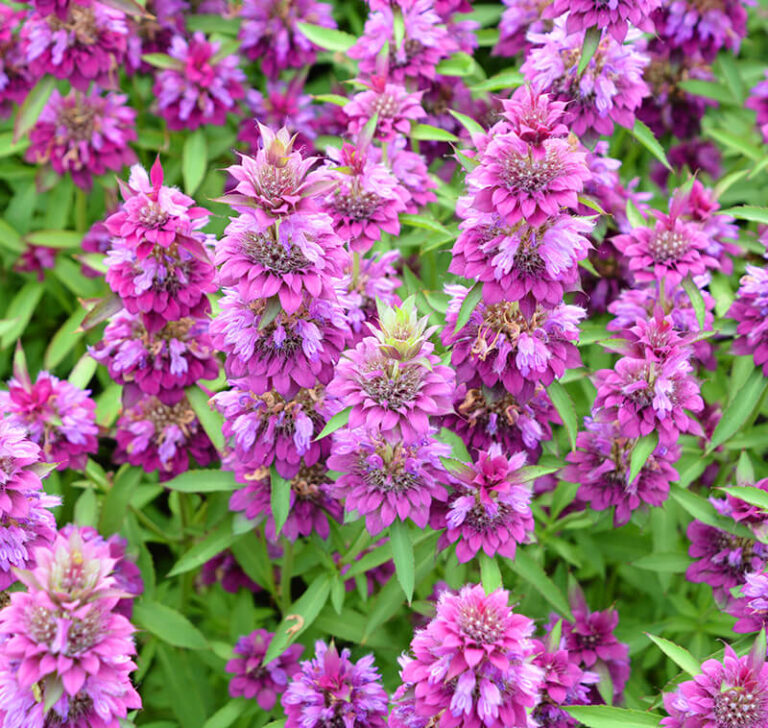 27 Mexican Flowers that will Sparkle in Your Garden in 2023