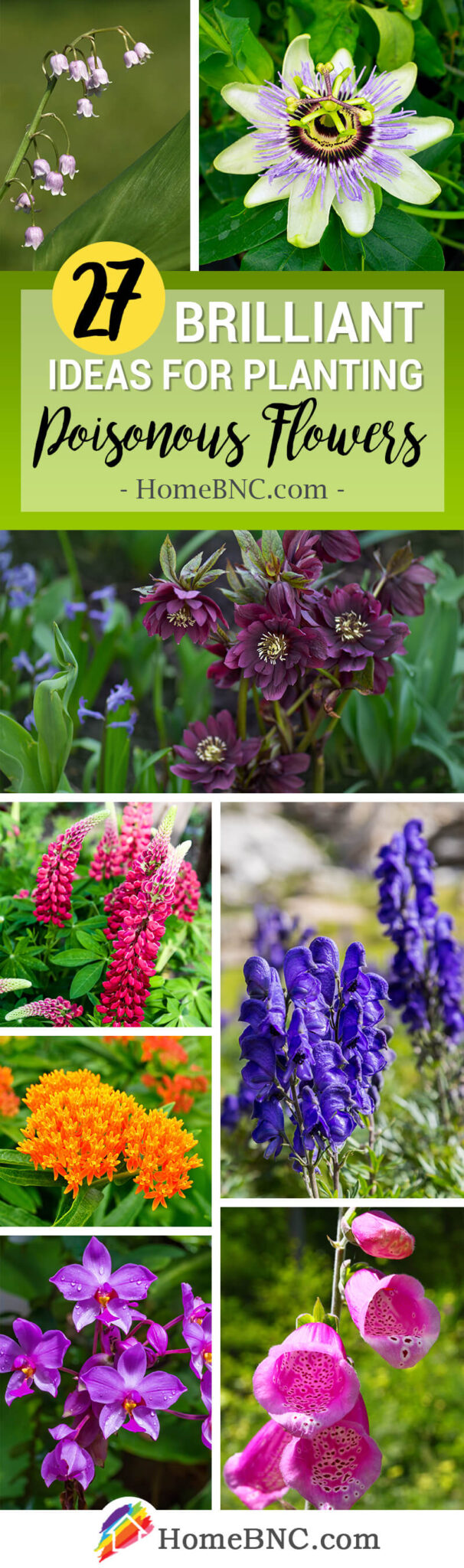 27 Poisonous Flowers for a Unique Garden in 2023