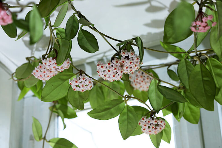 27 Hanging Flowers That Provide Varying Heights of Color
