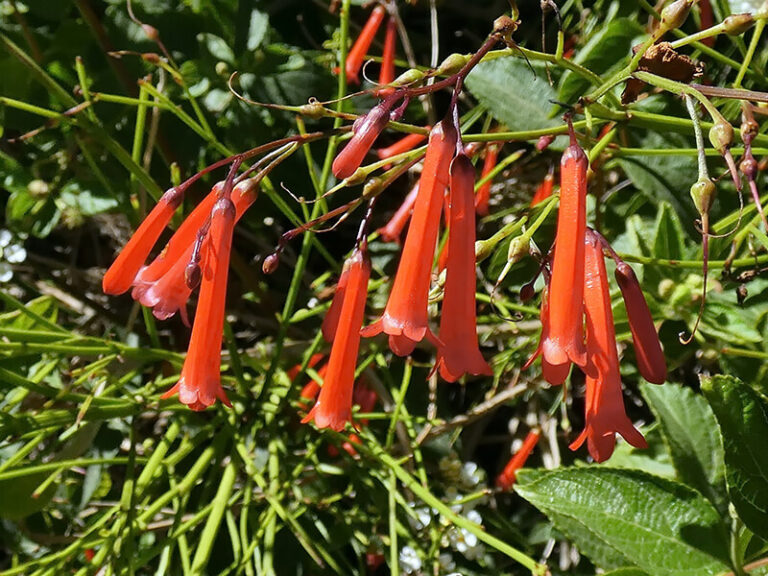 27 Hanging Flowers That Provide Varying Heights of Color